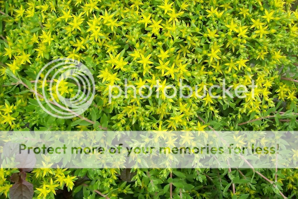 Yellow Ground Cover 2009 Photo by Isabellasews | Photobucket