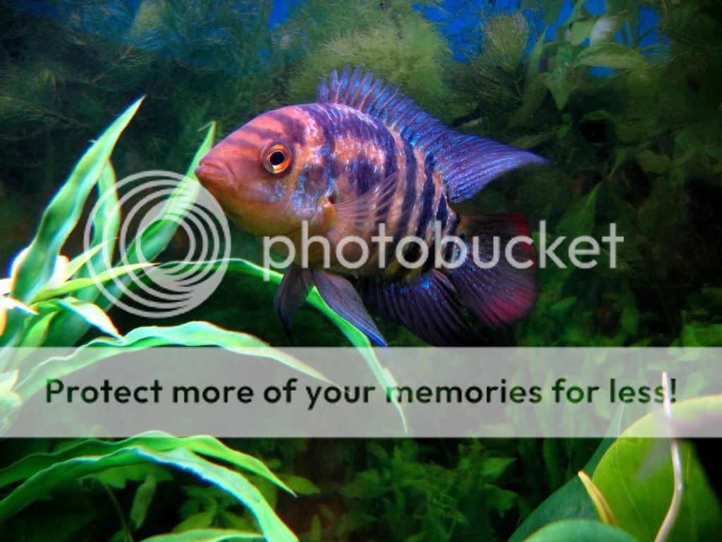 Male Oblongum | Cichlid Fish Forum