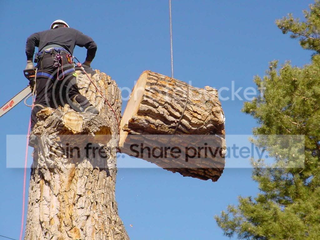Brian Lanigan Tree Service | Tree Removal & Trimming, Demolition ...